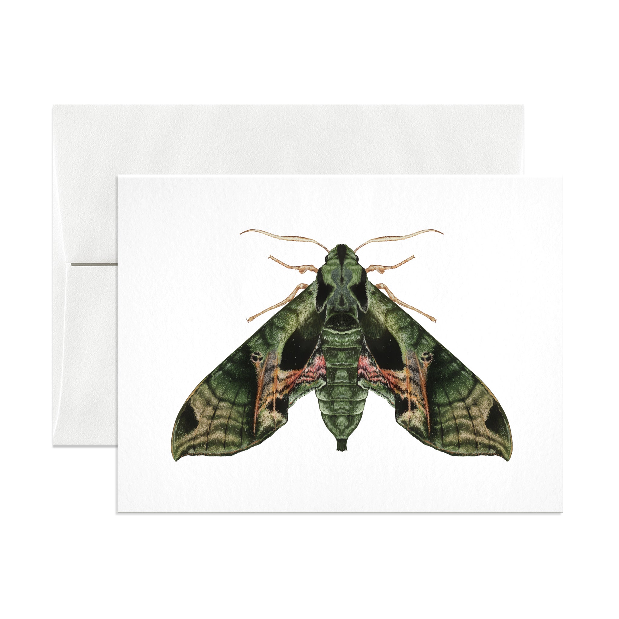 Pandora Sphinx Moth – Open Sea